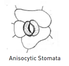 Stomata and their types - Botany Optional for UPSC PDF Download