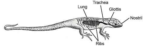 Respiratory System - Zoology Optional Notes for UPSC PDF Download