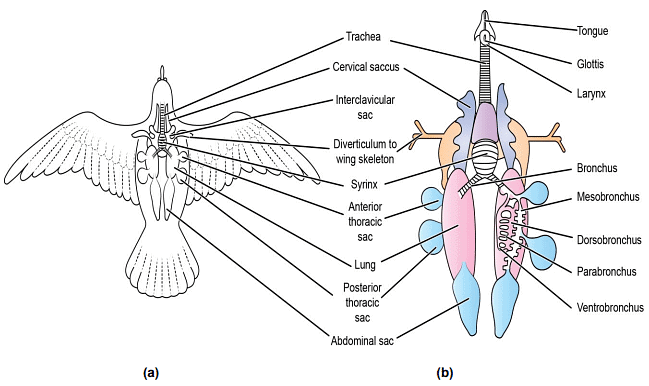 Respiratory System - Zoology Optional Notes for UPSC PDF Download