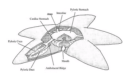 Echinodermata: Feeding and Respiration - Zoology Optional Notes for ...