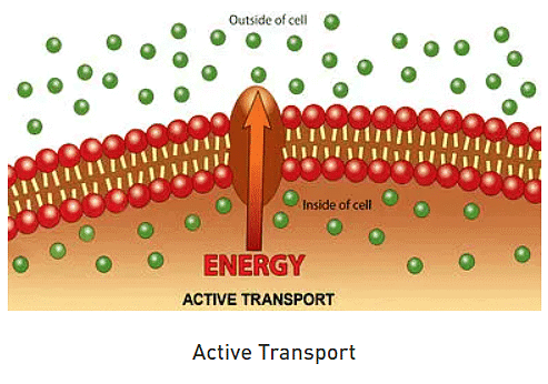 Mechanism of phloem transport - Botany Optional for UPSC PDF Download
