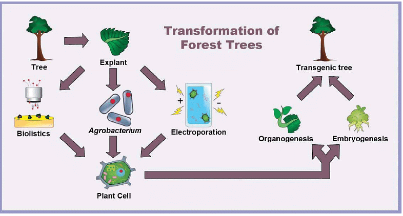 Methods of Transfer of Genes - Botany Optional for UPSC PDF Download