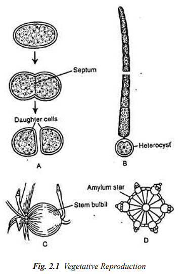 Structure and Reproduction Algae - Botany Optional for UPSC PDF Download