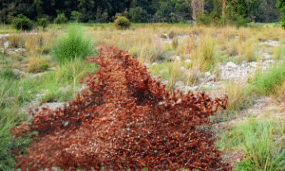 Social Organisation In Insects - Zoology Optional Notes for UPSC PDF ...