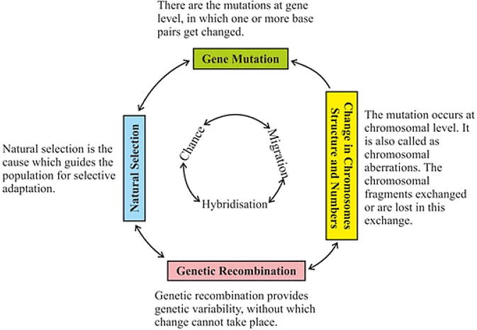 Synthetic Theory of Evolution (Post-Darwinian) - Anthropology Optional ... Synthetic Theory of Evolution (Post-Darwinian) - Anthropology Optional ...