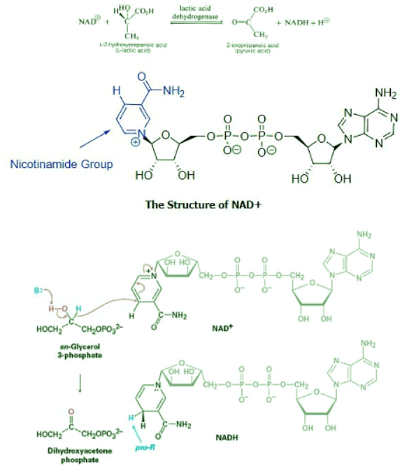 Oxidation of Alcohols: CrO3, PCC, DMP - Chemistry Optional Notes for ...