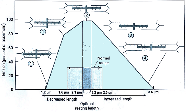 Modes of Contraction in Skeletal Muscle - Medical Science Optional ...