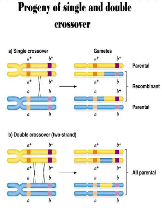 Methods of Gene Mapping - Botany Optional for UPSC PDF Download