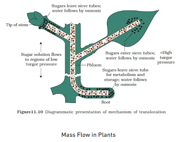 Mechanism of phloem transport - Botany Optional for UPSC PDF Download