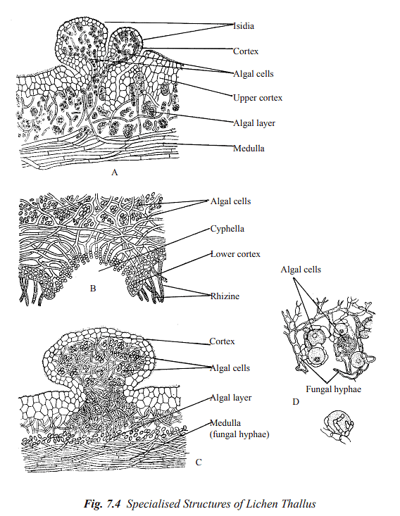 Structure and Reproduction Fungi and Lichens - Botany Optional for UPSC PDF Download