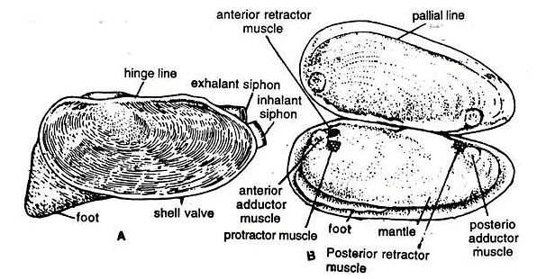 Molluscs: Lamellidens - Zoology Optional Notes for UPSC PDF Download