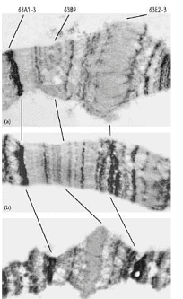 Chromosome Type Polytene and Lambrush - Zoology Optional Notes for UPSC ...