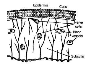 Protochordata: Origin of Chordates - Zoology Optional Notes for UPSC ...