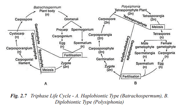 Structure and Reproduction Algae - Botany Optional for UPSC PDF Download