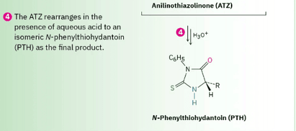 Peptide Sequencing- The Edman Degradation - Chemistry Optional Notes ...