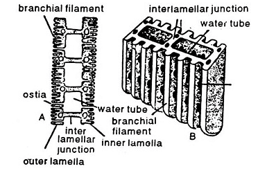 Molluscs: Lamellidens - Zoology Optional Notes for UPSC PDF Download