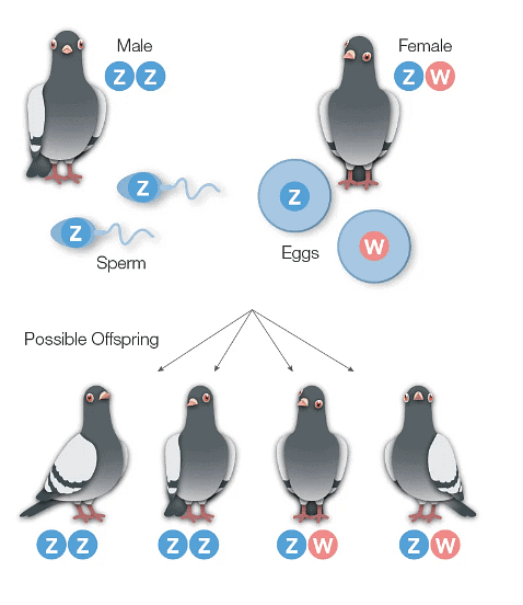 Sex Linkage Botany Optional For Upsc Pdf Download