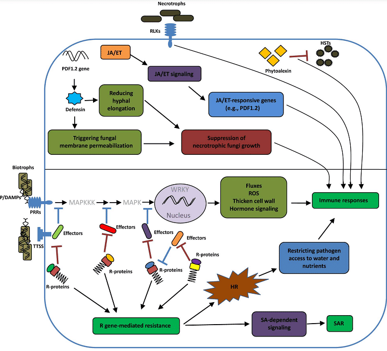 Molecular basis of infection and disease resistance - Botany Optional ...