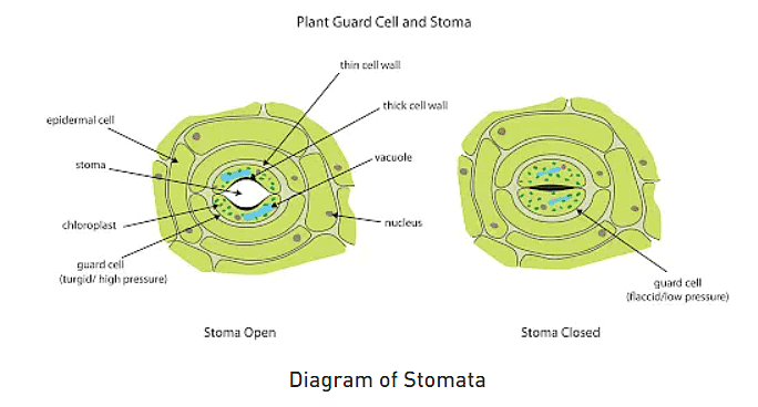 Stomata and their types - Botany Optional for UPSC PDF Download