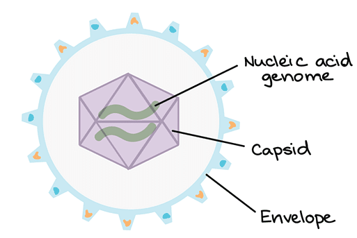 Structure and Reproduction in Viruses - Botany Optional for UPSC PDF ...