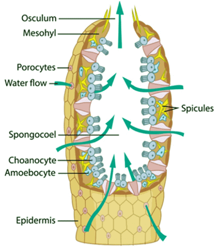 Porifera: Overview - Zoology Optional Notes for UPSC PDF Download