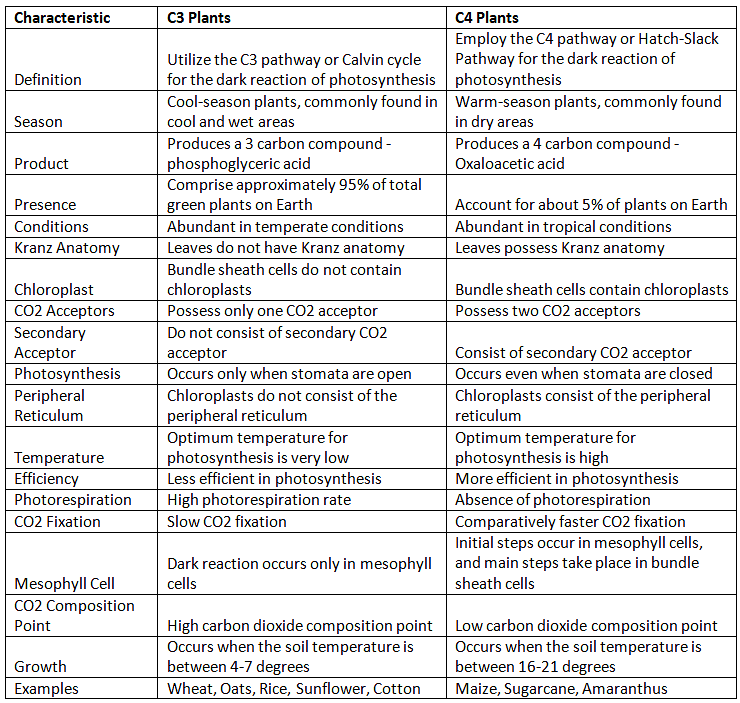 Anatomy of C3 and C4 plants - Botany Optional for UPSC PDF Download