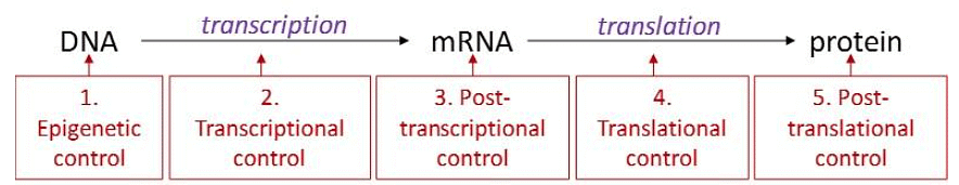 Regulation of Gene Expression - Botany Optional for UPSC PDF Download