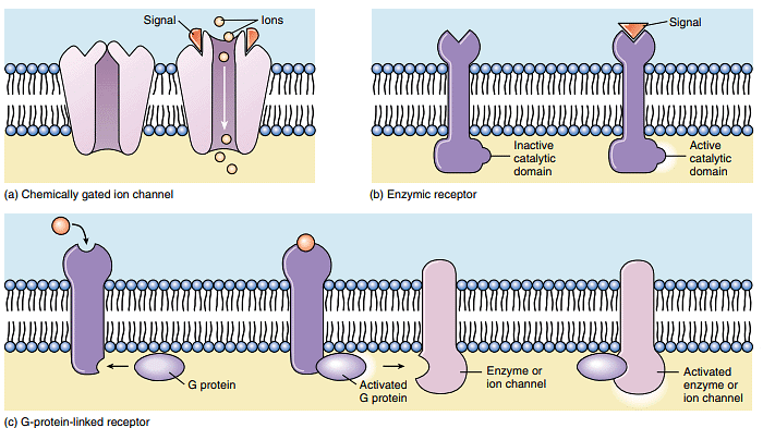 Cell-Cell Interactions - Zoology Optional Notes for UPSC PDF Download