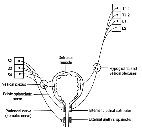 Urinary Bladder, Uterine Tubes, Vas Deferens: Clinical Anatomy ...