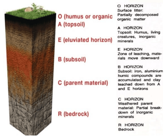 Soil profile - Geography Optional for UPSC (Notes) PDF Download