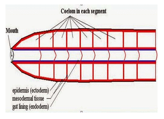 Annelida: Metamerism - Zoology Optional Notes for UPSC PDF Download