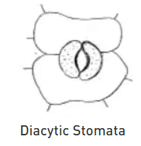 Stomata and their types - Botany Optional for UPSC PDF Download