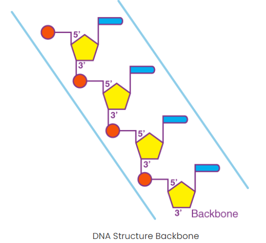 Synthesis and Structure of Genetic Material - Agriculture Optional ...