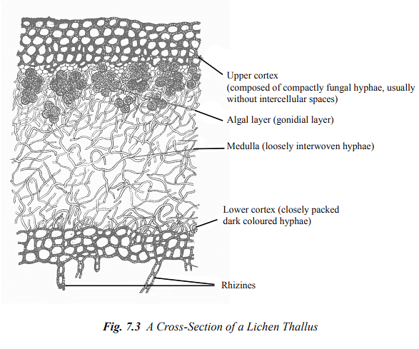 Structure and Reproduction Fungi and Lichens - Botany Optional for UPSC ...