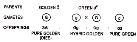 Lethal Gene Action Anthropology Optional For Upsc Pdf Download