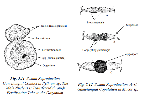 Structure and Reproduction Fungi and Lichens - Botany Optional for UPSC ...
