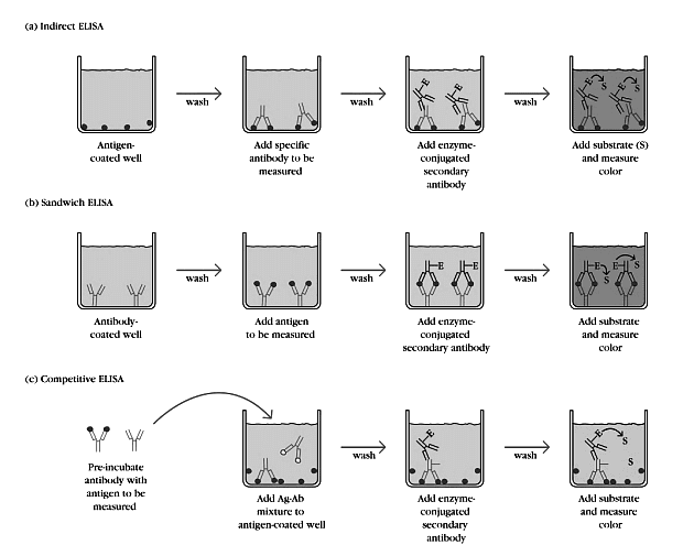 Enzyme-Linked Immunosorbent Assay (ELISA) - Zoology Optional Notes for ...