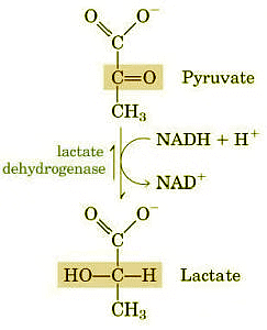 Glycolysis - Zoology Optional Notes for UPSC PDF Download