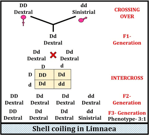 Cytoplasmic Inheritance and Genes - Botany Optional for UPSC PDF Download