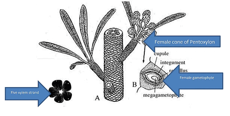Type of Fossils and their Study Techniques - Botany Optional for UPSC ...