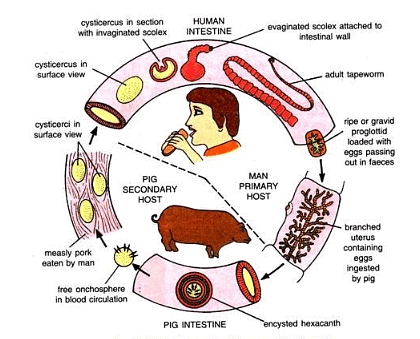 Platyhelminthes: Taenia Solium - Zoology Optional Notes for UPSC PDF ...