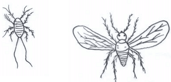 Lac Culture - Zoology Optional Notes for UPSC PDF Download