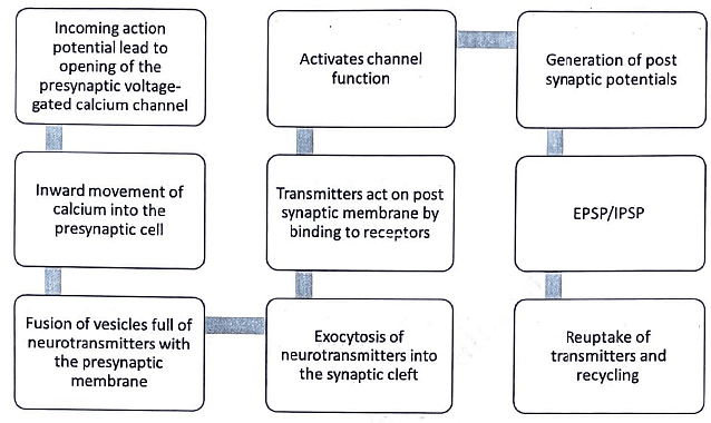 Synapse-definition and Types - Medical Science Optional Notes for UPSC ...
