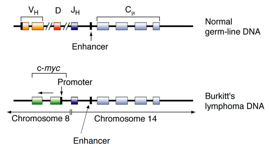 Structural Variations in Chromosomes - Botany Optional for UPSC PDF ...