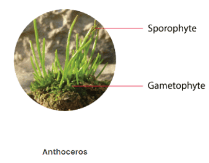 Structure and Reproduction Bryophytes - Botany Optional for UPSC PDF ...