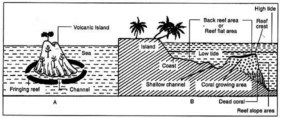 Coral reefs and their formation - Zoology Optional Notes for UPSC PDF ...