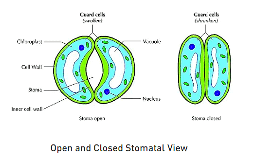 Stomata and their types - Botany Optional for UPSC PDF Download