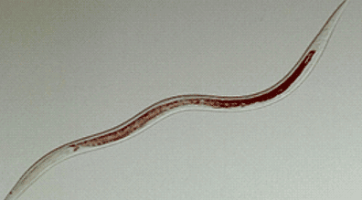 Nemathelminthes: Overview - Zoology Optional Notes for UPSC PDF Download