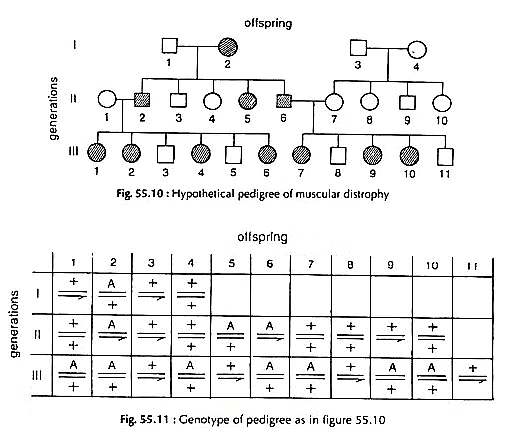 Pedigree Analysis - Zoology Optional Notes for UPSC PDF Download