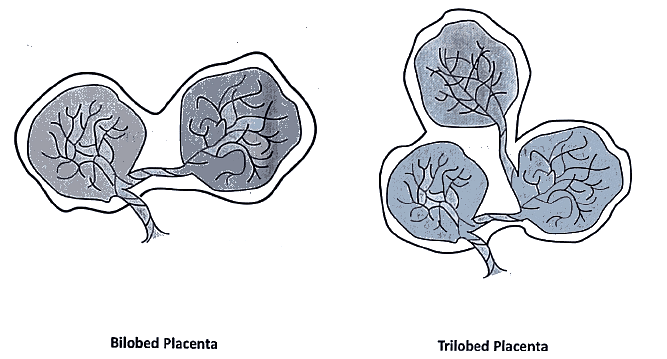 Placenta - Medical Science Optional Notes for UPSC PDF Download